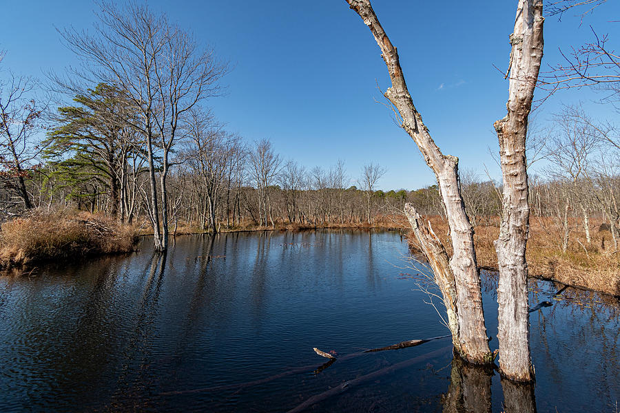 Black Run Preserve 1 Photograph by Steven Richman - Pixels