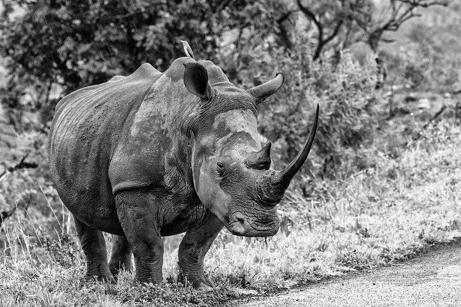 Black Savanna Series - Rhino in the rain Photograph by Philippe ...