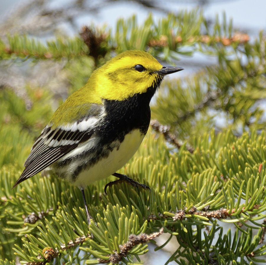 Black-Throated Green Warbler Photograph by David Porteus - Fine Art America