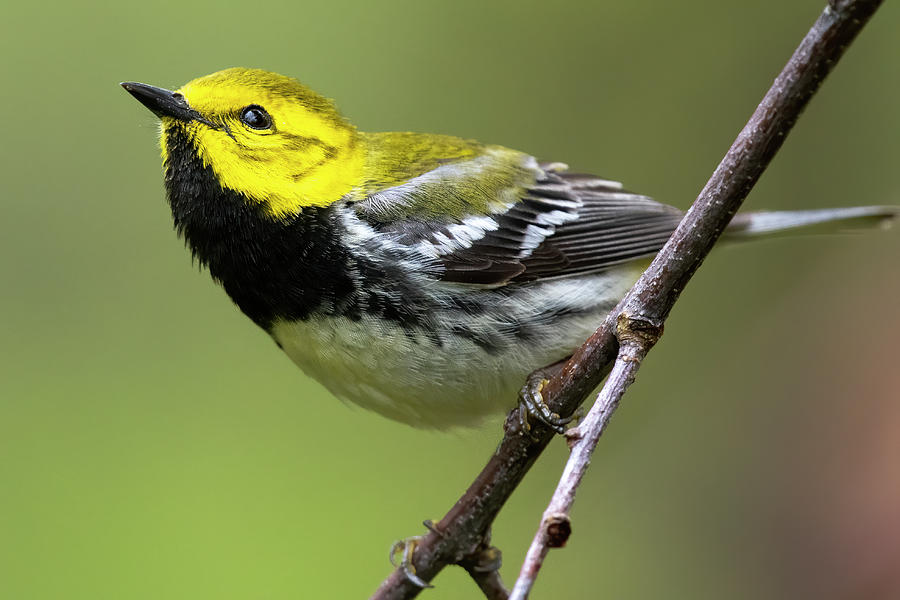 Black throated Green Warbler Photograph by Rick Veldman - Fine Art America