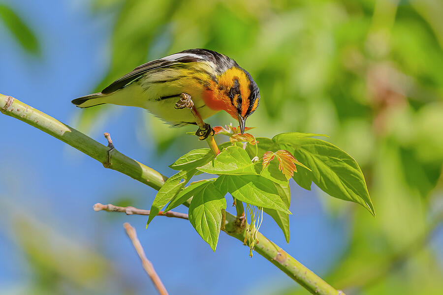 Blackburnian Warbler Foraging Photograph by Morris Finkelstein