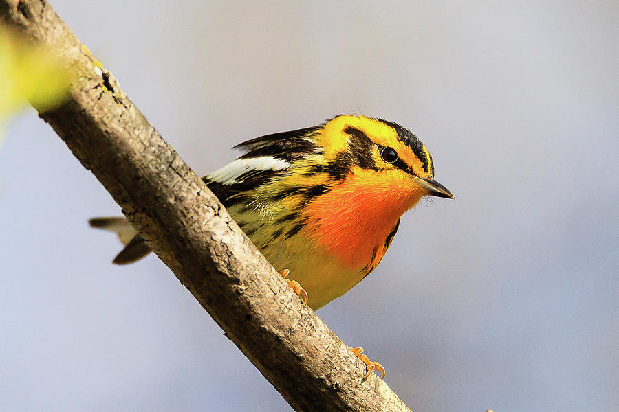 Blackburnian Warbler Photograph by Greg Yahr - Fine Art America