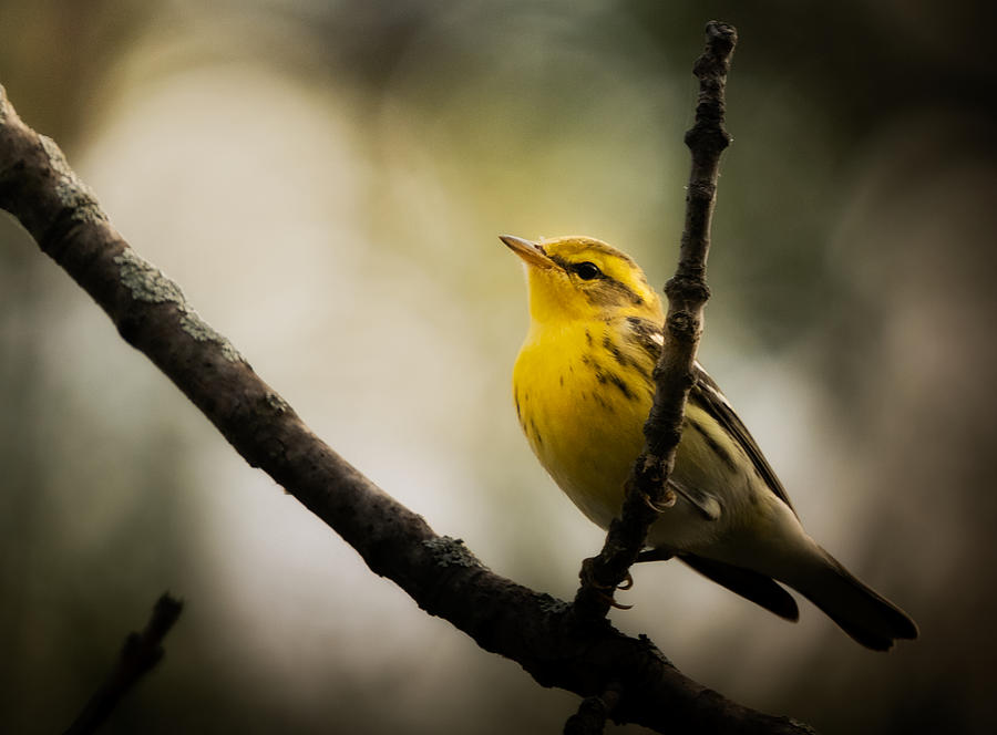 Blackburnian Warbler in Fall Photograph by Alex Korndorf - Fine Art America