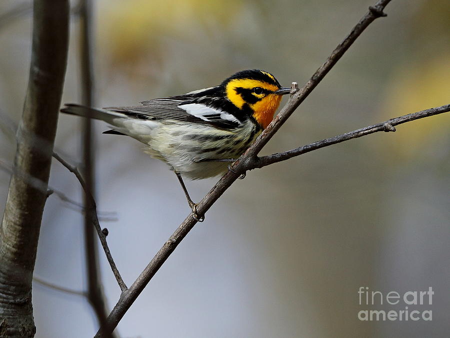 Blackburnian Warbler Photograph by Jacob Dingel - Fine Art America