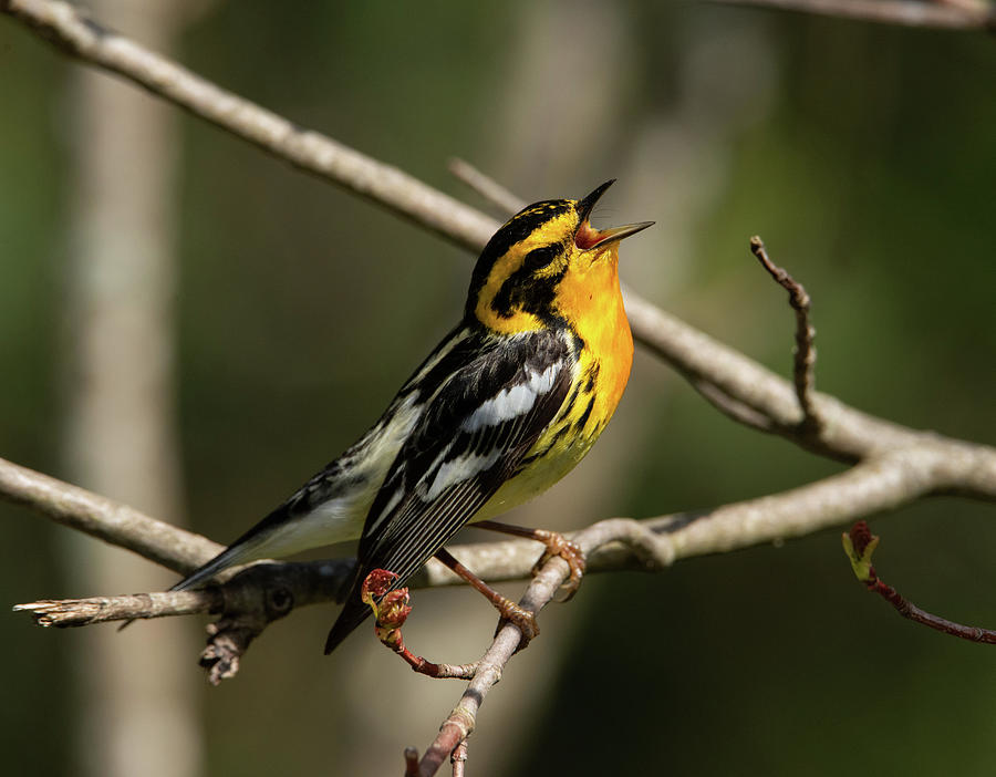 Blackburnian Warbler Photograph by Sallie Woodring - Fine Art America