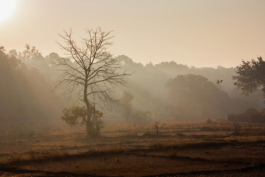 Blessed Tree 2 Photograph by Ameya M - Pixels