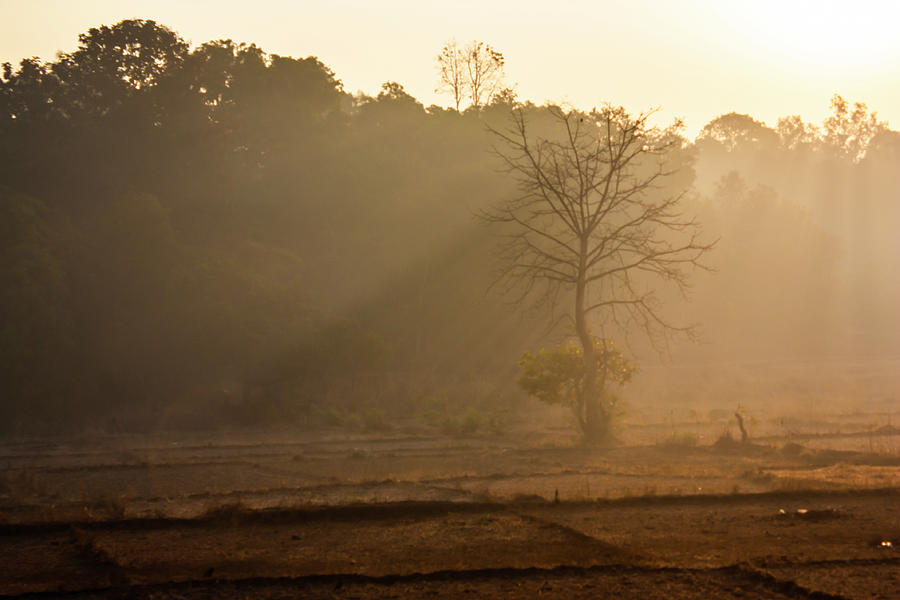 Blessed Tree Photograph by Ameya M | Pixels