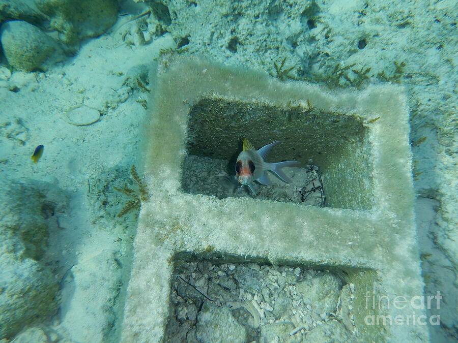 Block fish Photograph by Angelina Brown - Fine Art America
