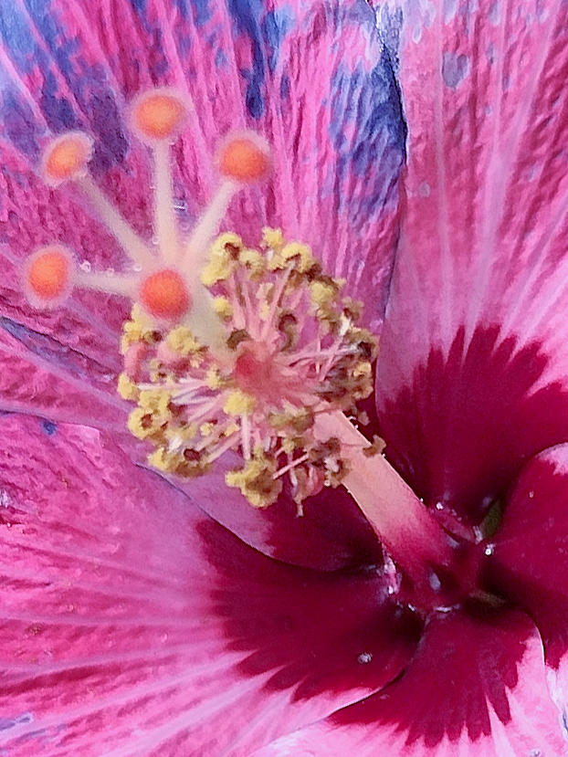 Bloom Photograph by James Risner - Fine Art America