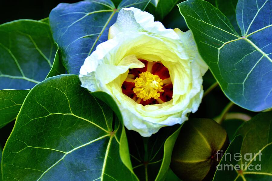 Milo Tree Milo Trees Inc.