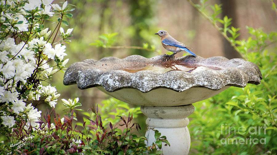 Blue Bird on Bird Bath Photograph by Aaron Shortt - Fine Art America