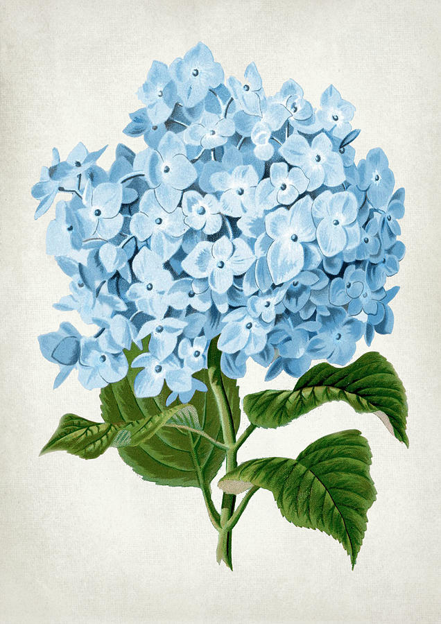 Blue flower Digital Art by Dennson Creative | Fine Art America