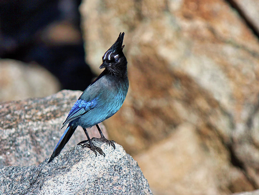 Blue Jay 7 Photograph by Lorraine Baum - Fine Art America