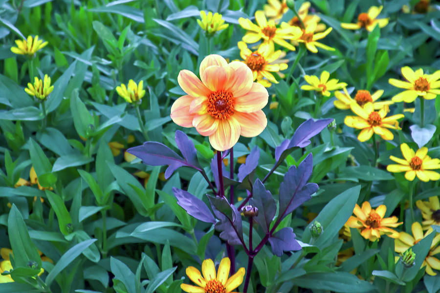 Blue Light Daises Photograph by Boyd Smith - Fine Art America