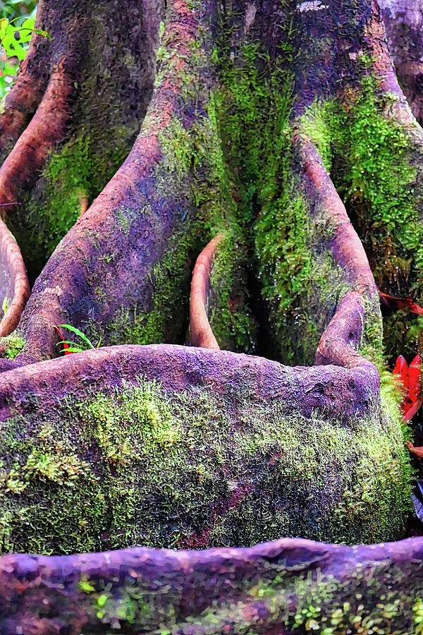 Blue Marble Tree in The Cloud Forest Photograph by Cathy P Jones - Fine ...