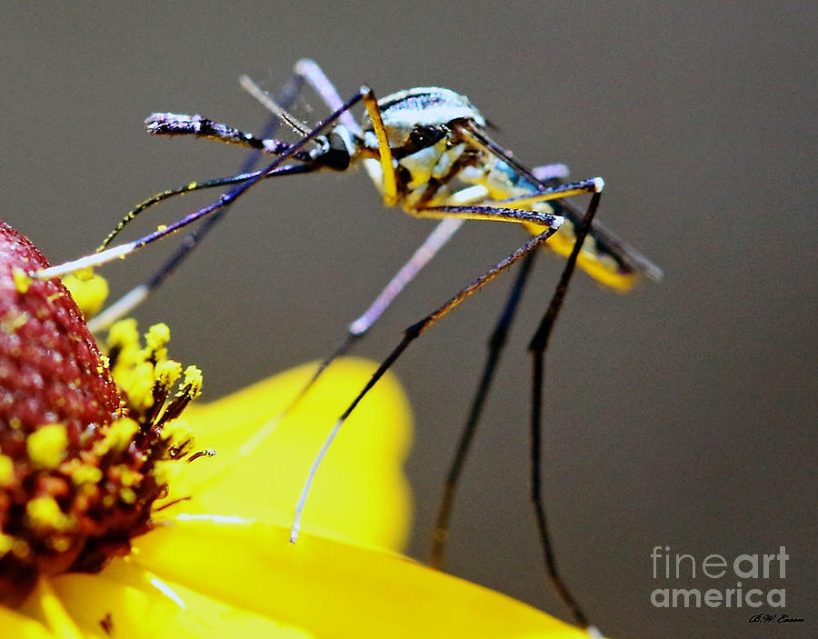 Blue Skeeter Photograph by Bart Eason - Fine Art America