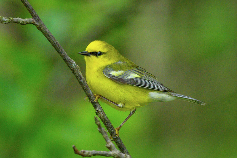 Blue-winged Warbler Photograph by Julie Barrick - Fine Art America
