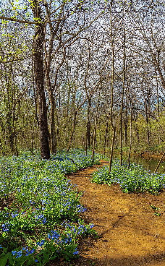 Bluebell Walk Photograph by David Beard - Fine Art America