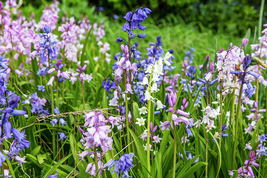Bluebells, Pink, White And Blue Photograph by Paul Thompson - Fine Art ...