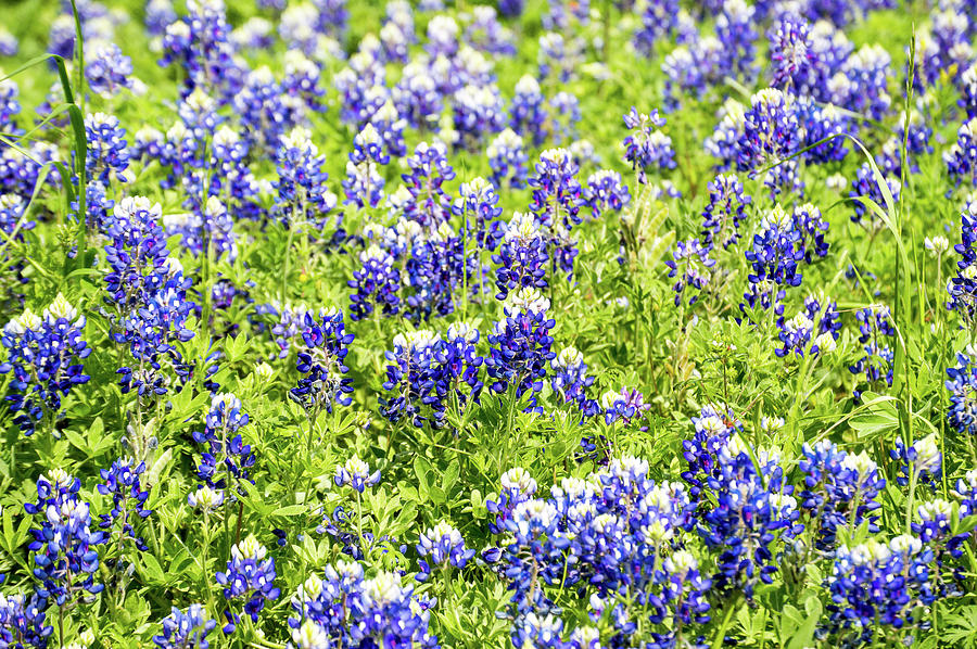 Bluebonnets Close up 2 Photograph by Dan Westfall - Fine Art America