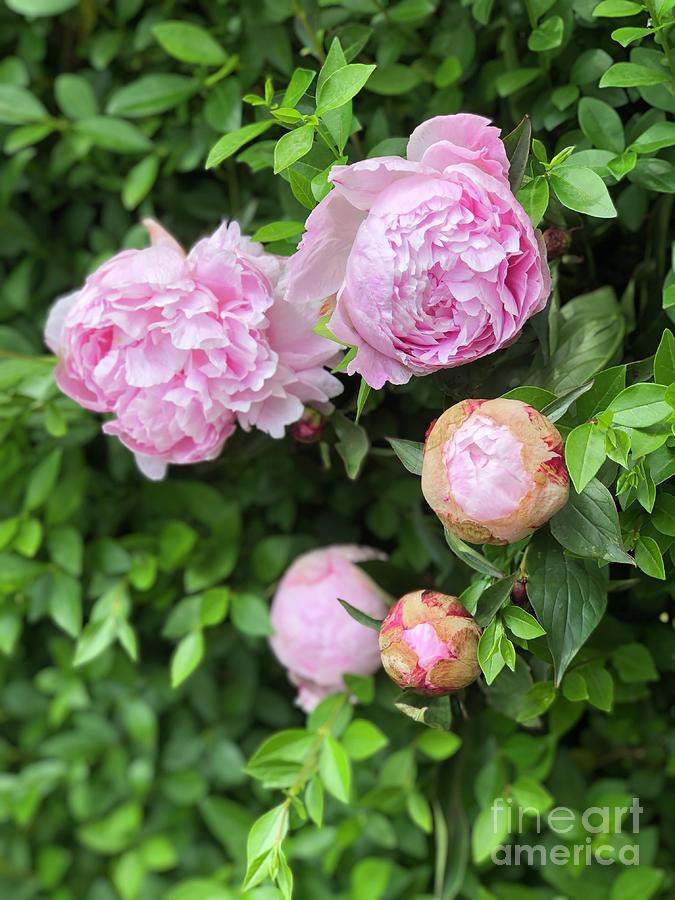 Blush Pink Peonies Photograph by BeBe Evans - Fine Art America