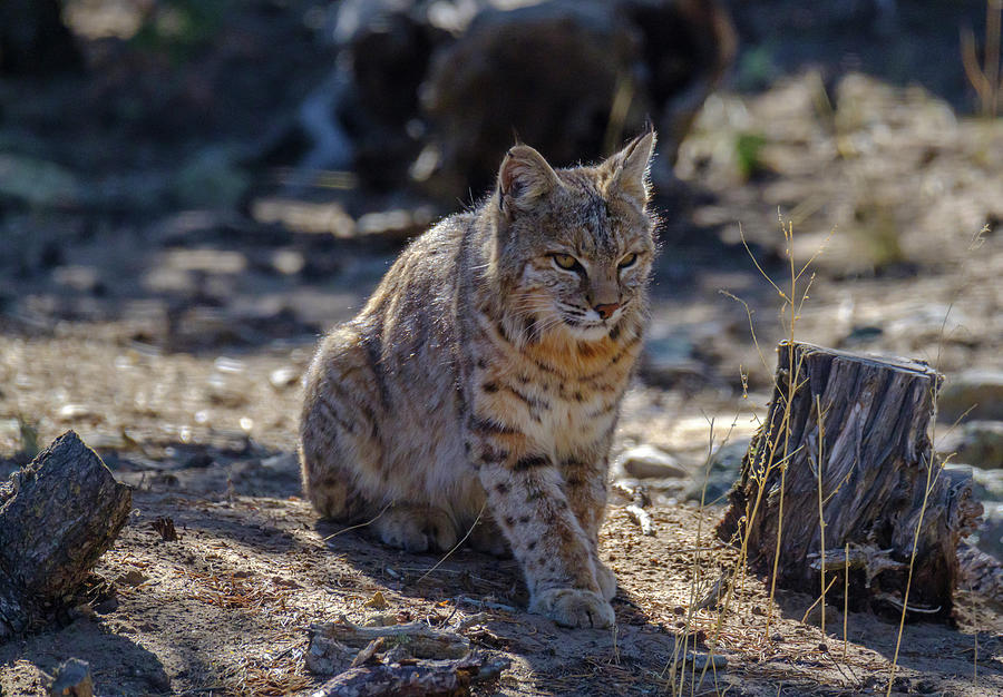 Bobcat at Rest Photograph by Patrick Reddy - Fine Art America