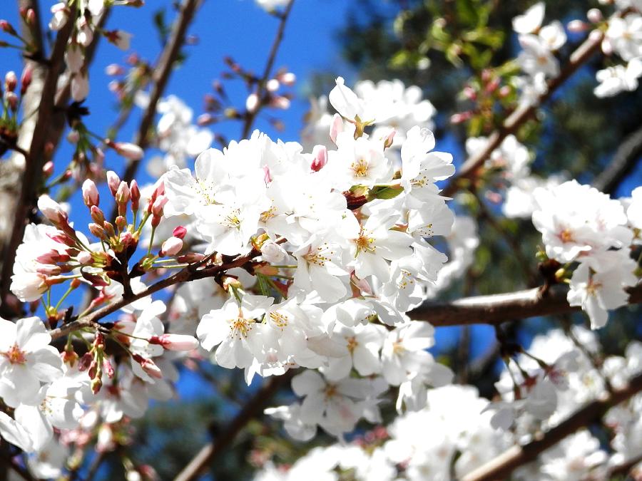 Bold Beautiful Dogwood Blooms Photograph by Belinda Lee - Fine Art America