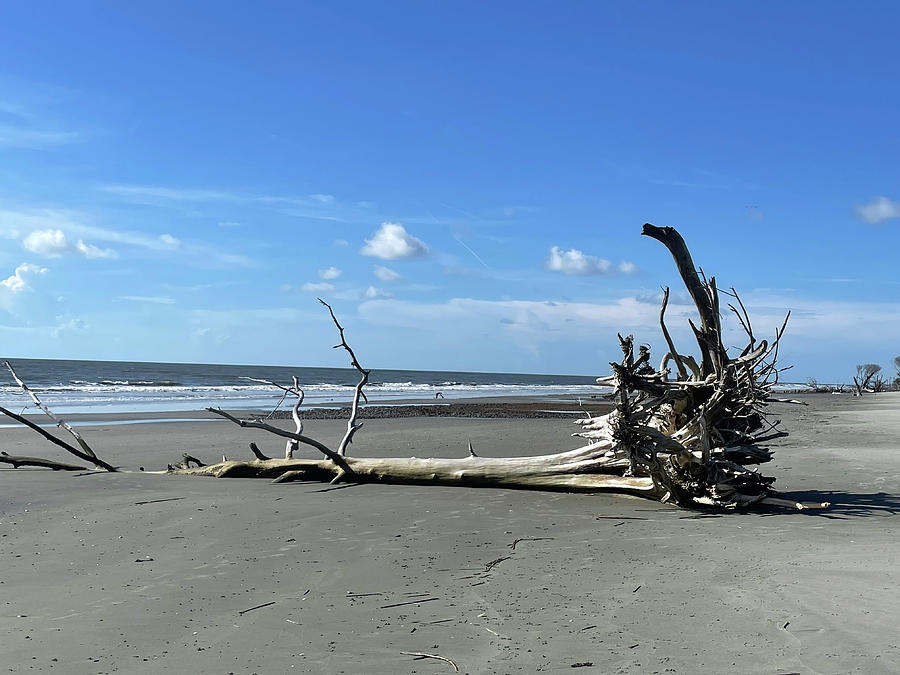 Boneyard Beach Photograph by Leesie Annie Designs - Pixels Boneyard Beach Photograph by Leesie Annie Designs - Pixels