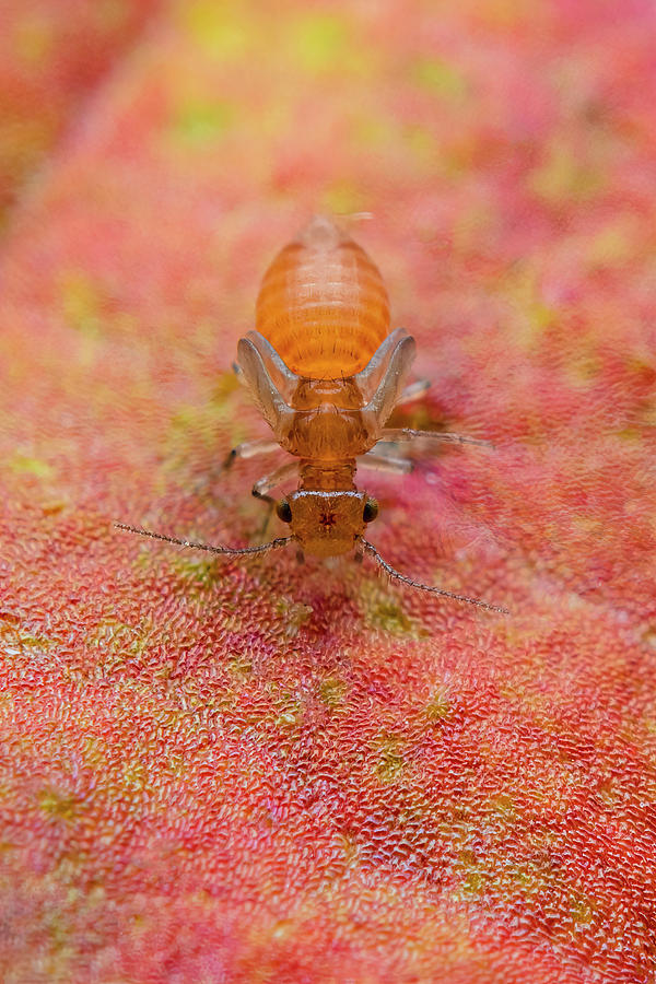 Booklice - Psocoptera Photograph by Aron Sanzio - Fine Art America Booklice - Psocoptera Photograph by Aron Sanzio - Fine Art America