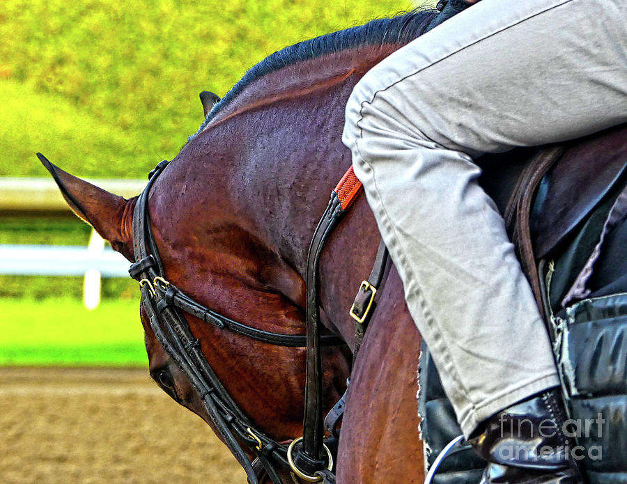 Bow Photograph by Cindy Range - Fine Art America