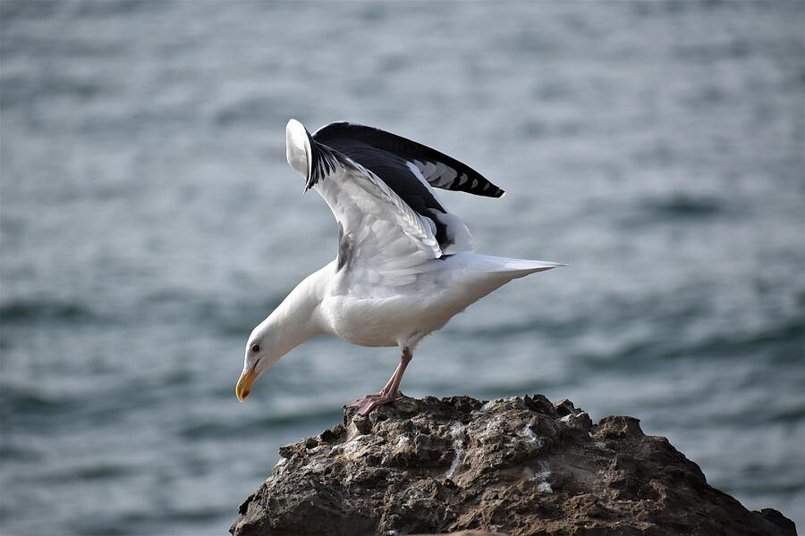 Bowing Seagull Photograph by Vicky Sweeney - Fine Art America