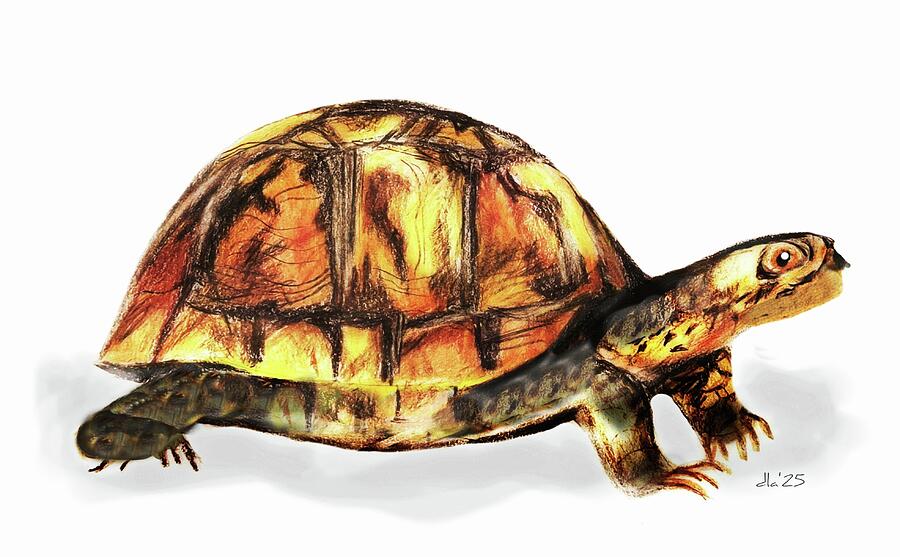 Box Turtle Drawing by Diana Angstadt - Fine Art America