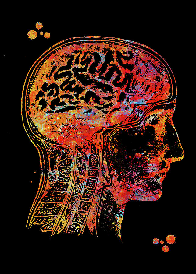 Brain And Head Watercolor Print Human Head Section Anatomy Art Print ...