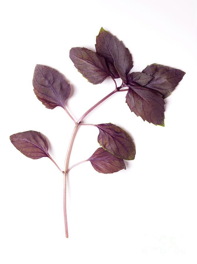 Branch of red rubin basil, stem with fresh leaves, from above ...