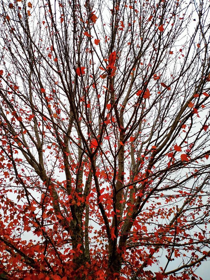 Branches Of Maple Photograph by Margaret Jacobs - Fine Art America