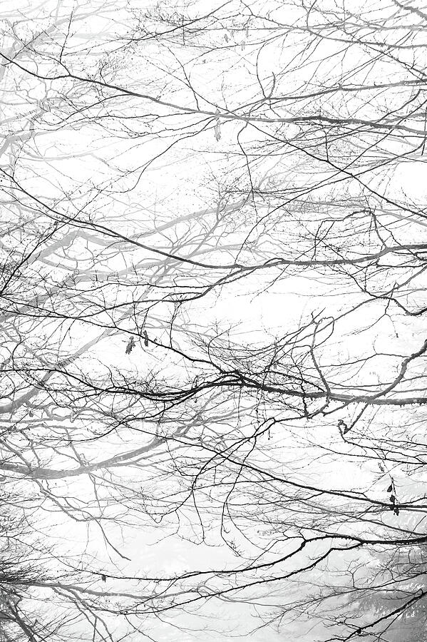 Branches Overhead Photograph by Hugh Warren - Fine Art America