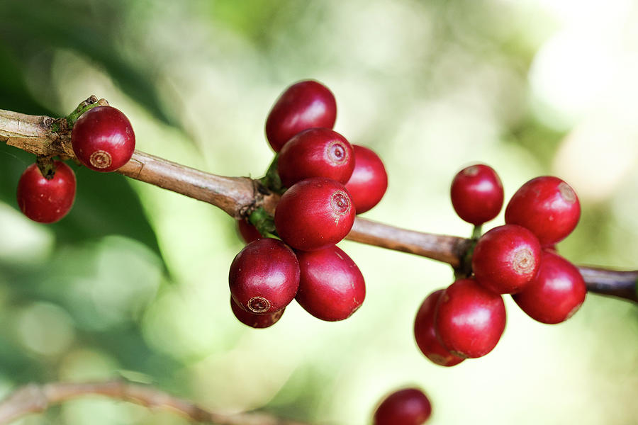 Brazilian Flavors Photograph by Leonardo Castro - Pixels
