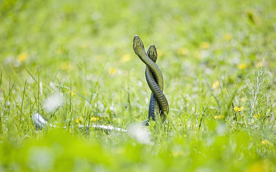 Breathtaking Majestic Snakes Couple Mating Dance Ultra HD Photograph by ...
