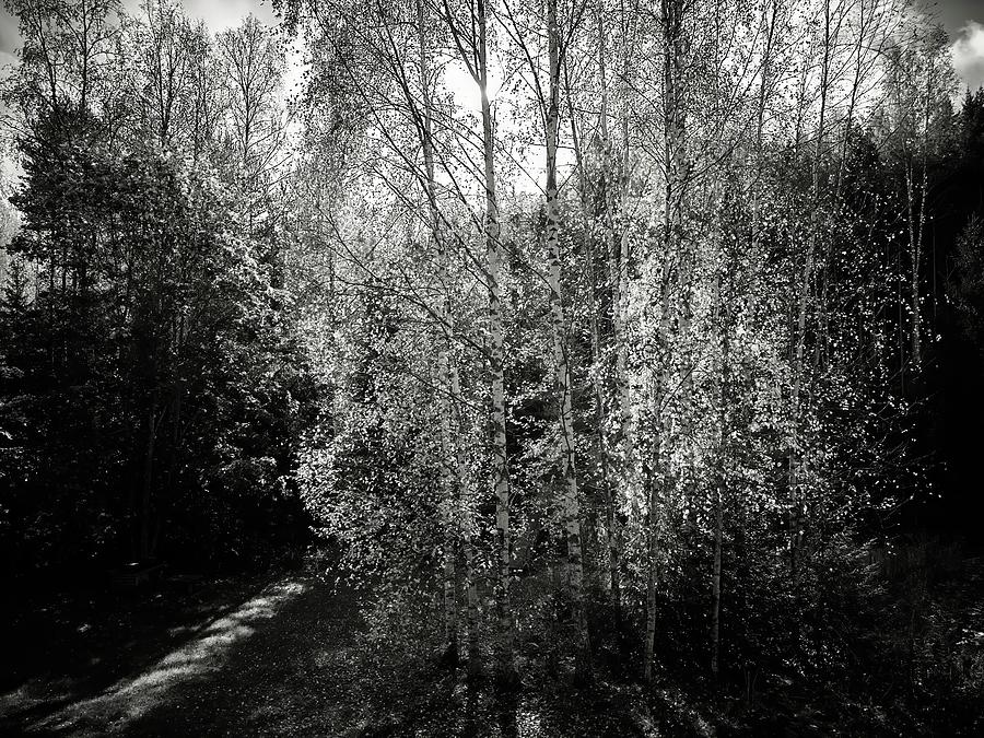 Bright Backlight of the October noon bw Photograph by Jouko Lehto ...