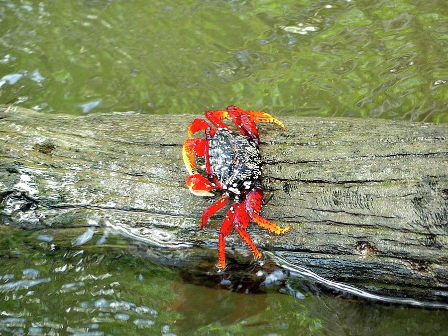 Bright Color Crab Photograph by Lyuba Filatova - Fine Art America