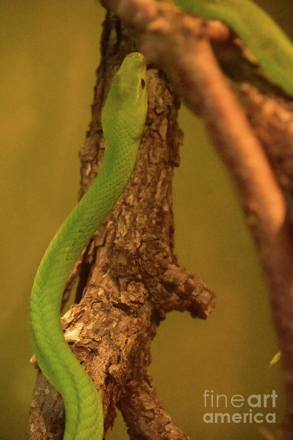 Bright Green Snake Moving Up a Tree Photograph by DejaVu Designs - Fine ...