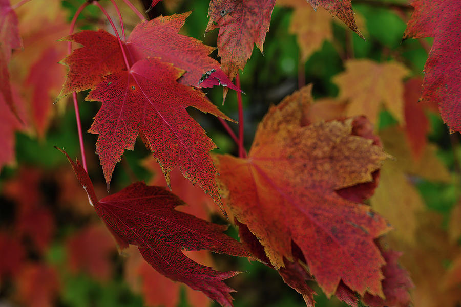 Bright Leaves Photograph by John Dedzej - Fine Art America