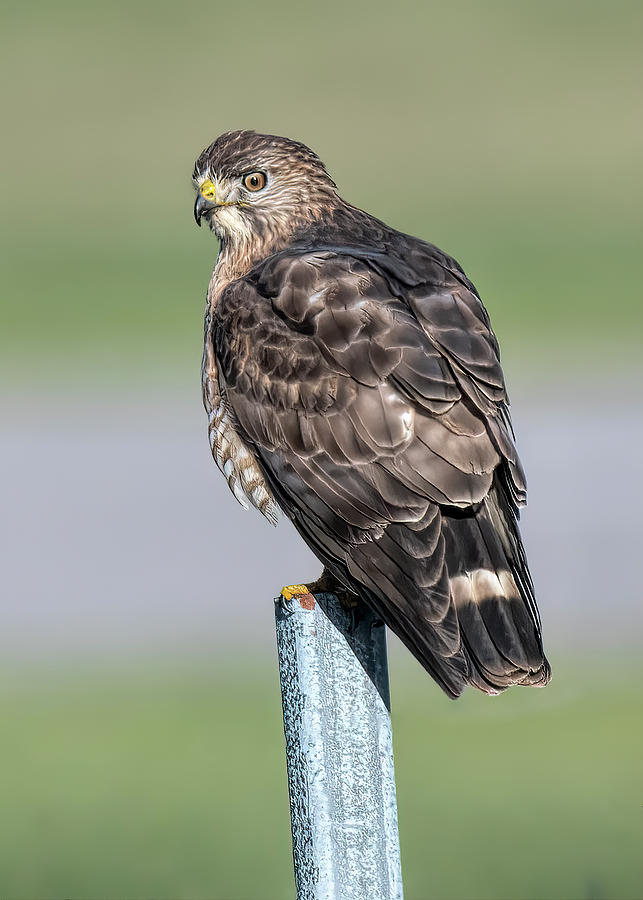 Broadwing Hawk Photograph by Wade Aiken - Fine Art America