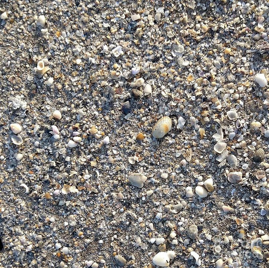 Broken Sea Shells Photograph by Dodie Smith - Pixels