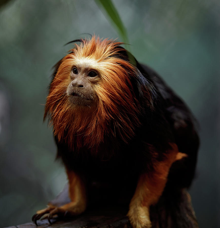 Brooding Monkey Photograph by William Duncan - Fine Art America