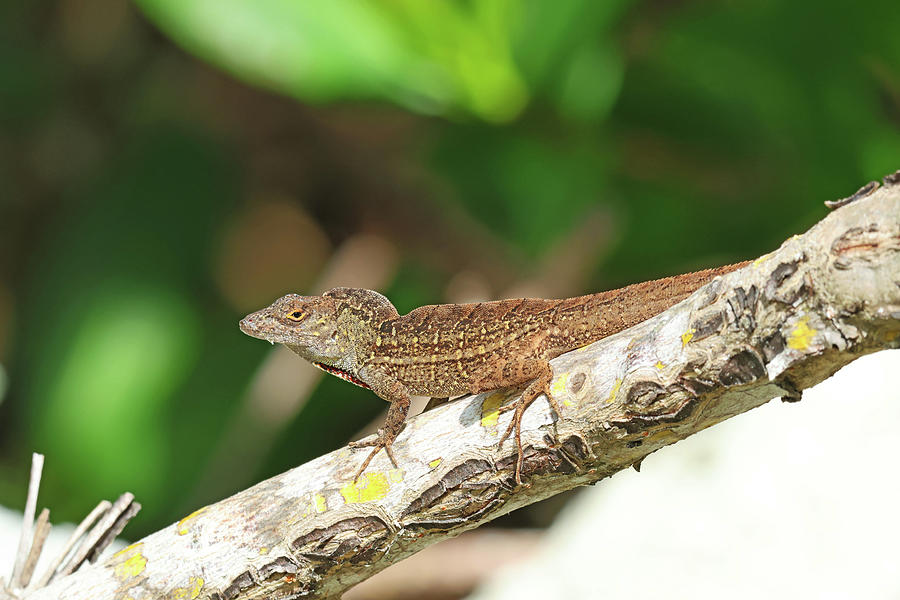 Brown Anole Lizard Florida Photograph by Marlin and Laura Hum - Fine Art America
