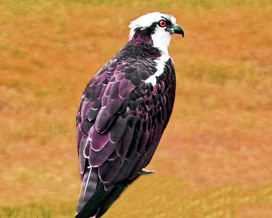 Brown Purple Hawk Photograph by Andrew Lawrence - Fine Art America