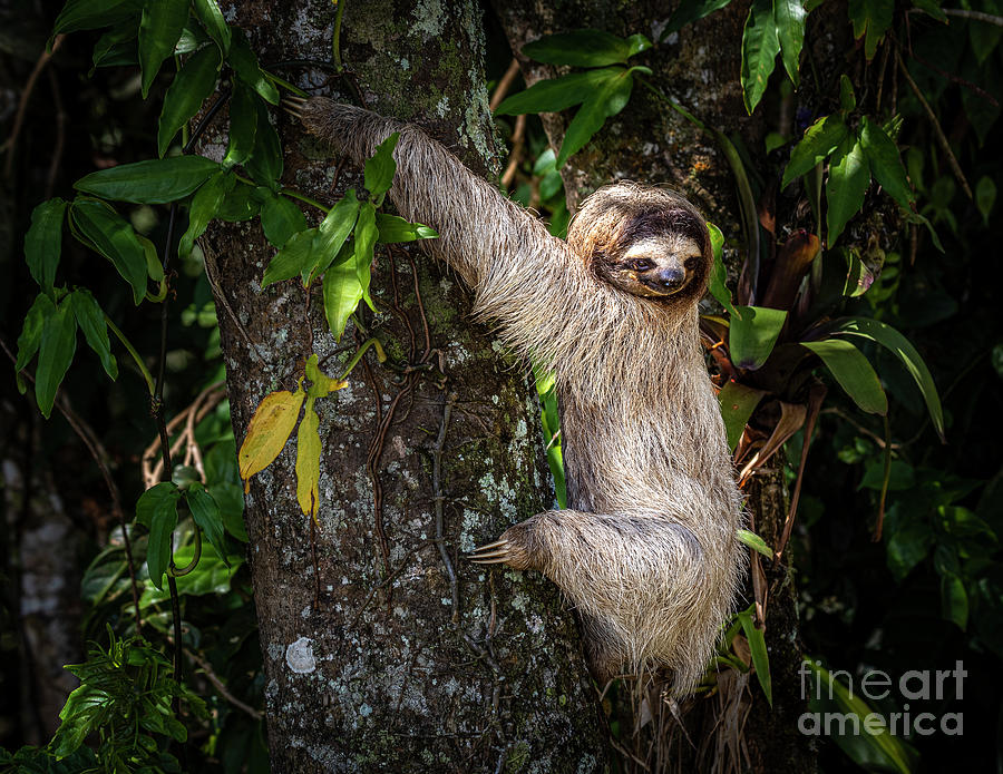Brown throated three toed sloth climbing up a tree Photograph by Urs ...