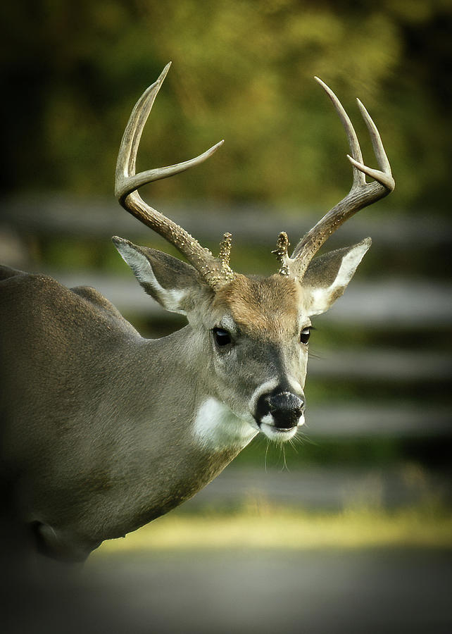 Buck Photograph by Randy Shellenbarger - Fine Art America