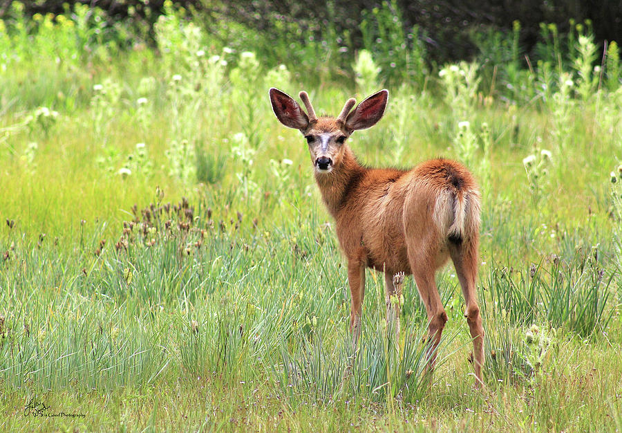 Buck with Velvet Antlers Photograph by Lisa Wood - Fine Art America